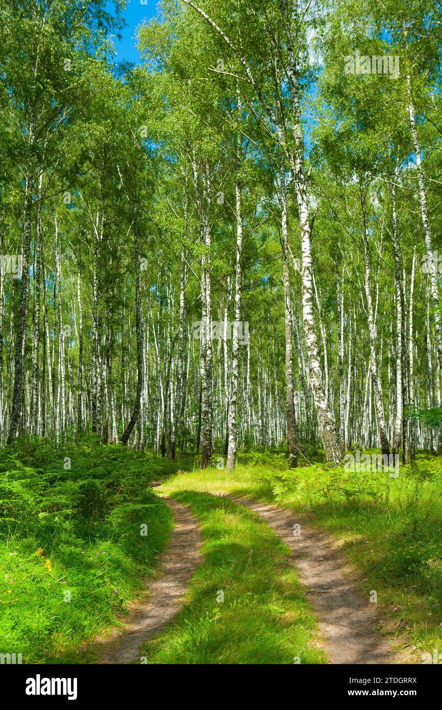 Birch forest in russia hi-res stock photography and images - Alamy