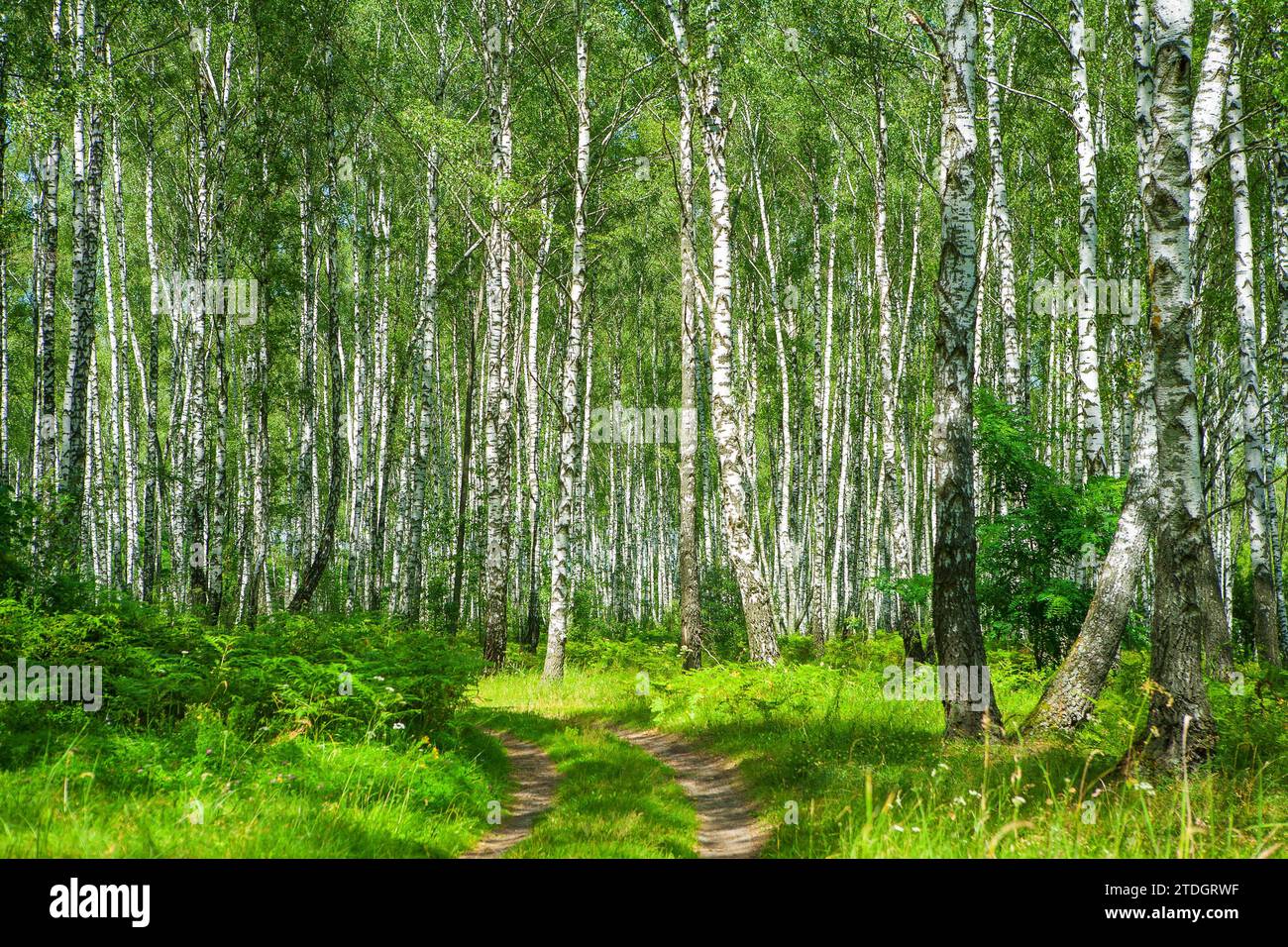 Birch forest russia hi-res stock photography and images - Alamy