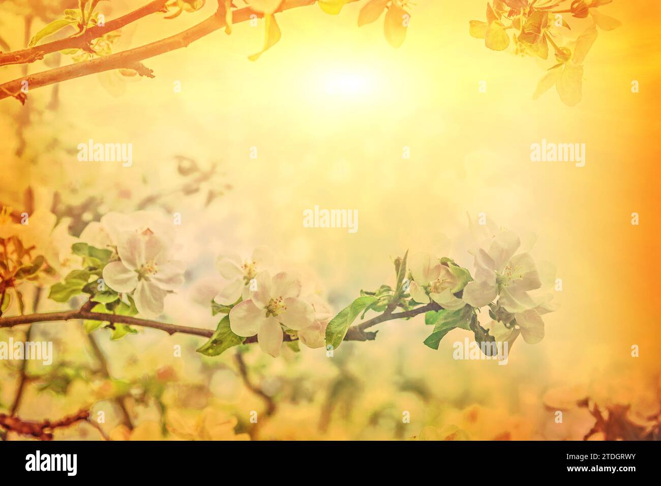 Beautiful solitude branch of blossoming apple tree on blurred sunny ...