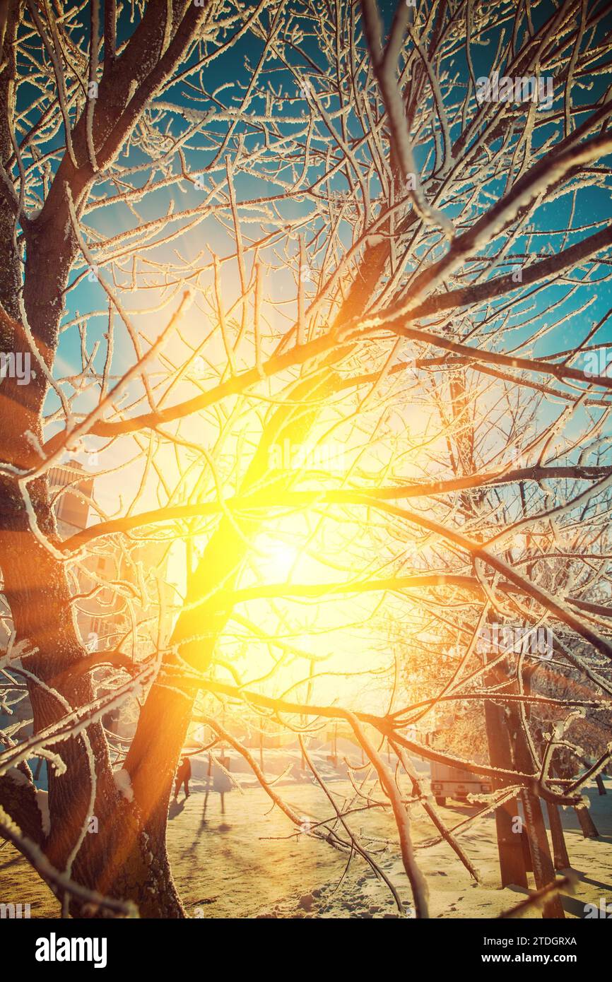 Beautiful view trough crone of frosted tree on sun instagram style ...