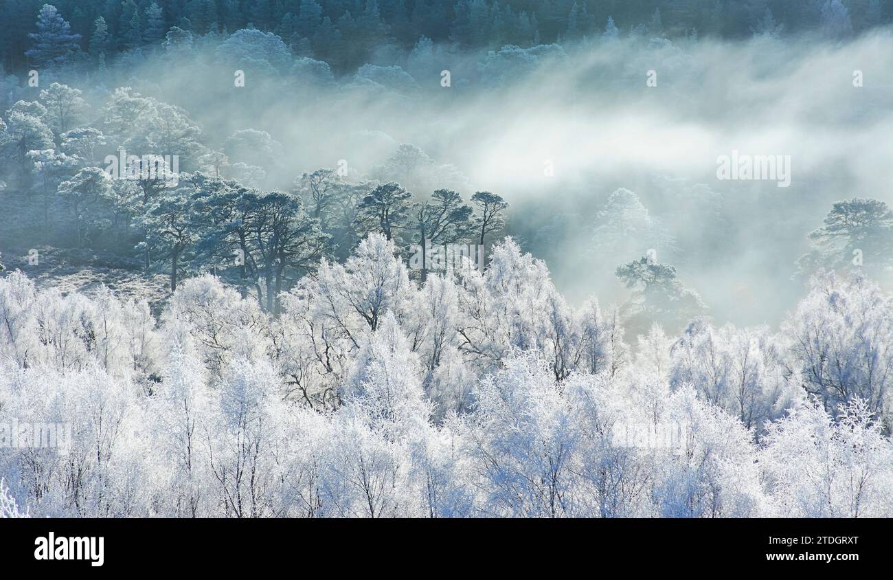 Glen Affric Cannich Scotland early winter morning mist and frost ...