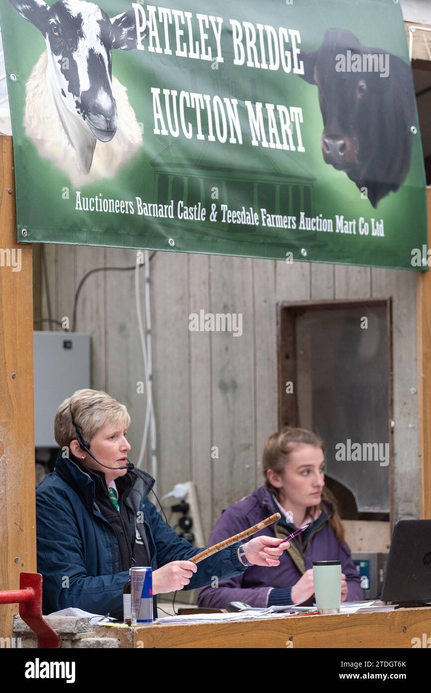 Sale of commerciial beef cattle at Pateley Bridge auction mart in the ...