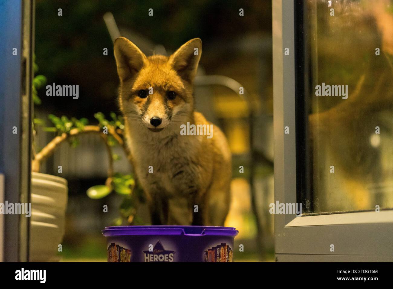 A tame British urban fox comes to the back door of a house to feed ...