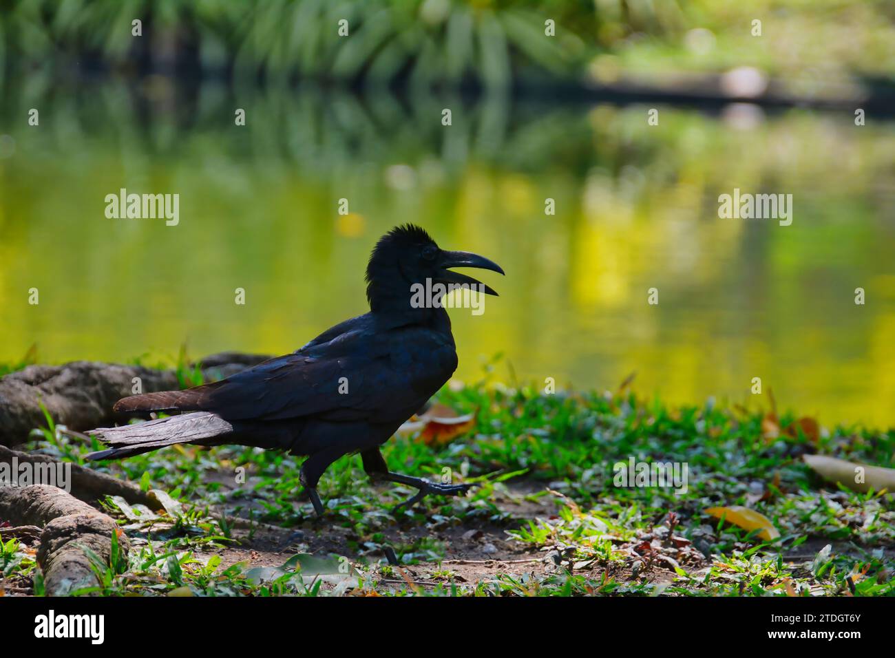 Pretty old jungle crow (Corvus macrorhynchos) walks by the river ...