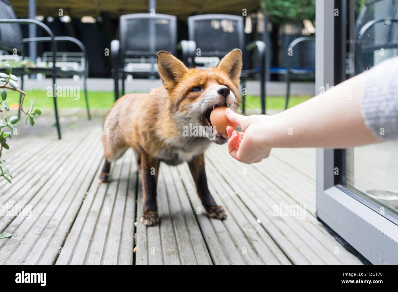 A tame British urban fox comes to the back door of a house to feed ...