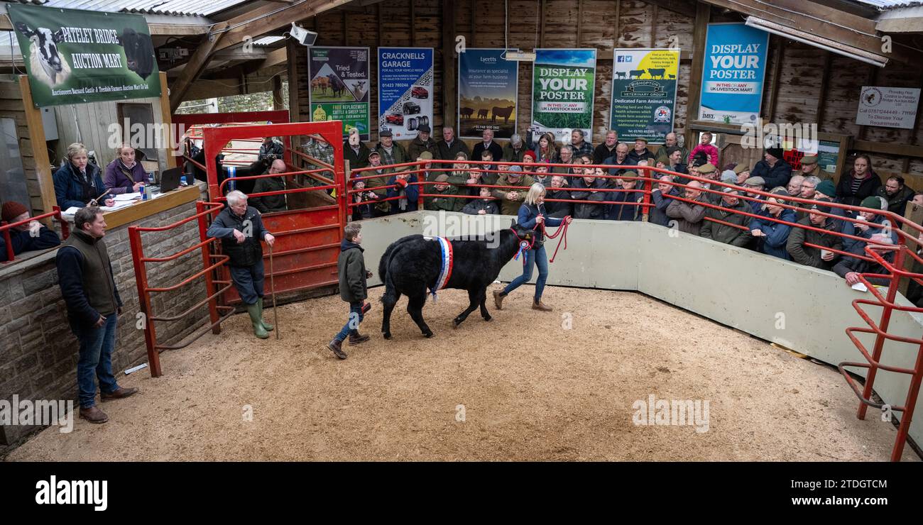 Sale of commerciial beef cattle at Pateley Bridge auction mart in the ...