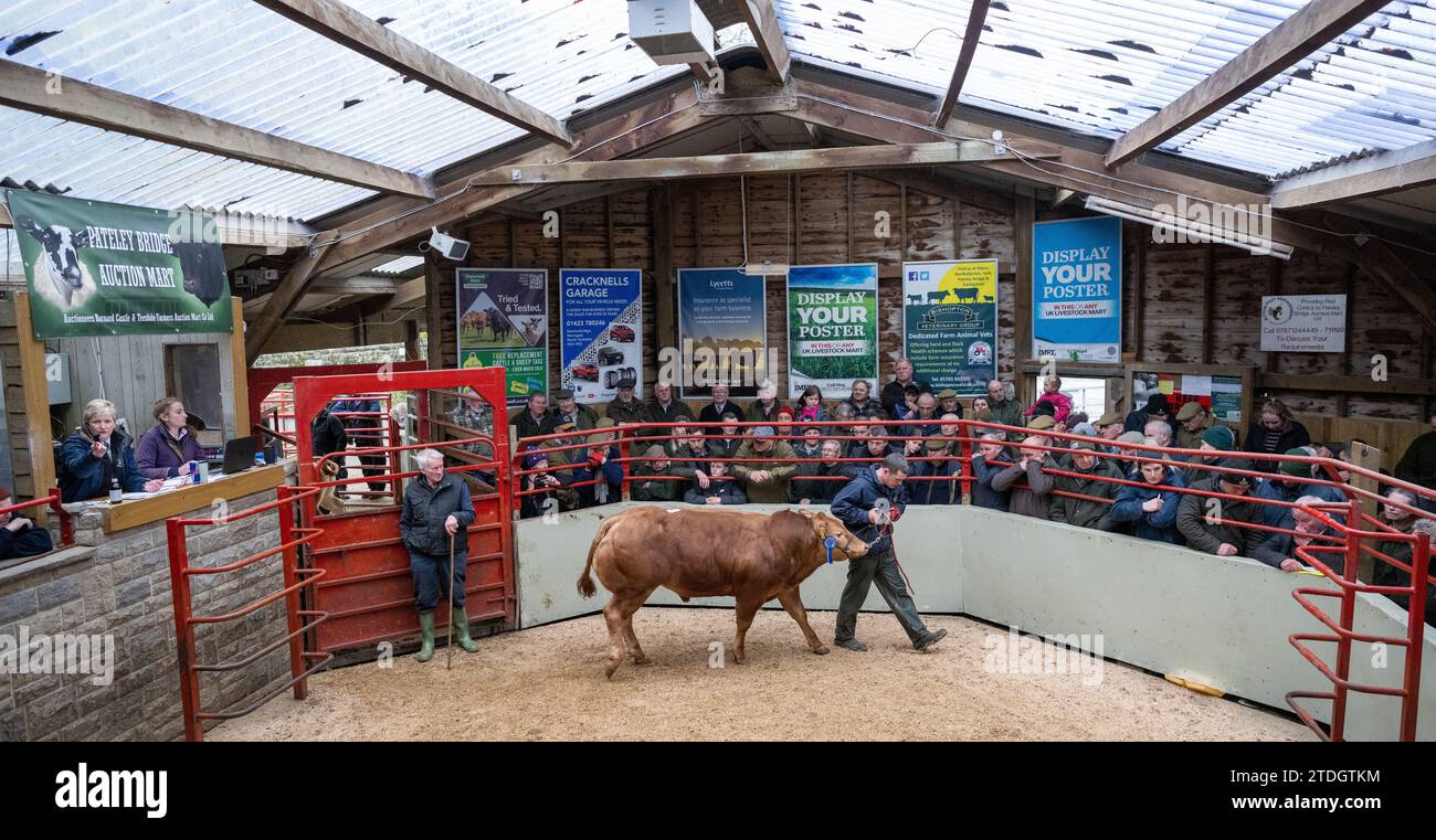 Sale of commerciial beef cattle at Pateley Bridge auction mart in the ...