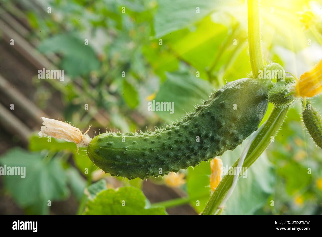 Growing cucumbers in the garden Stock Photo - Alamy