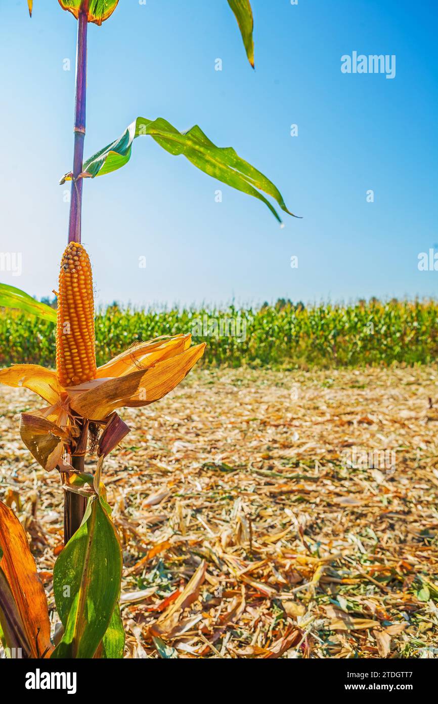 Corn on the cob on the stem of a plant and blue sky Stock Photo - Alamy