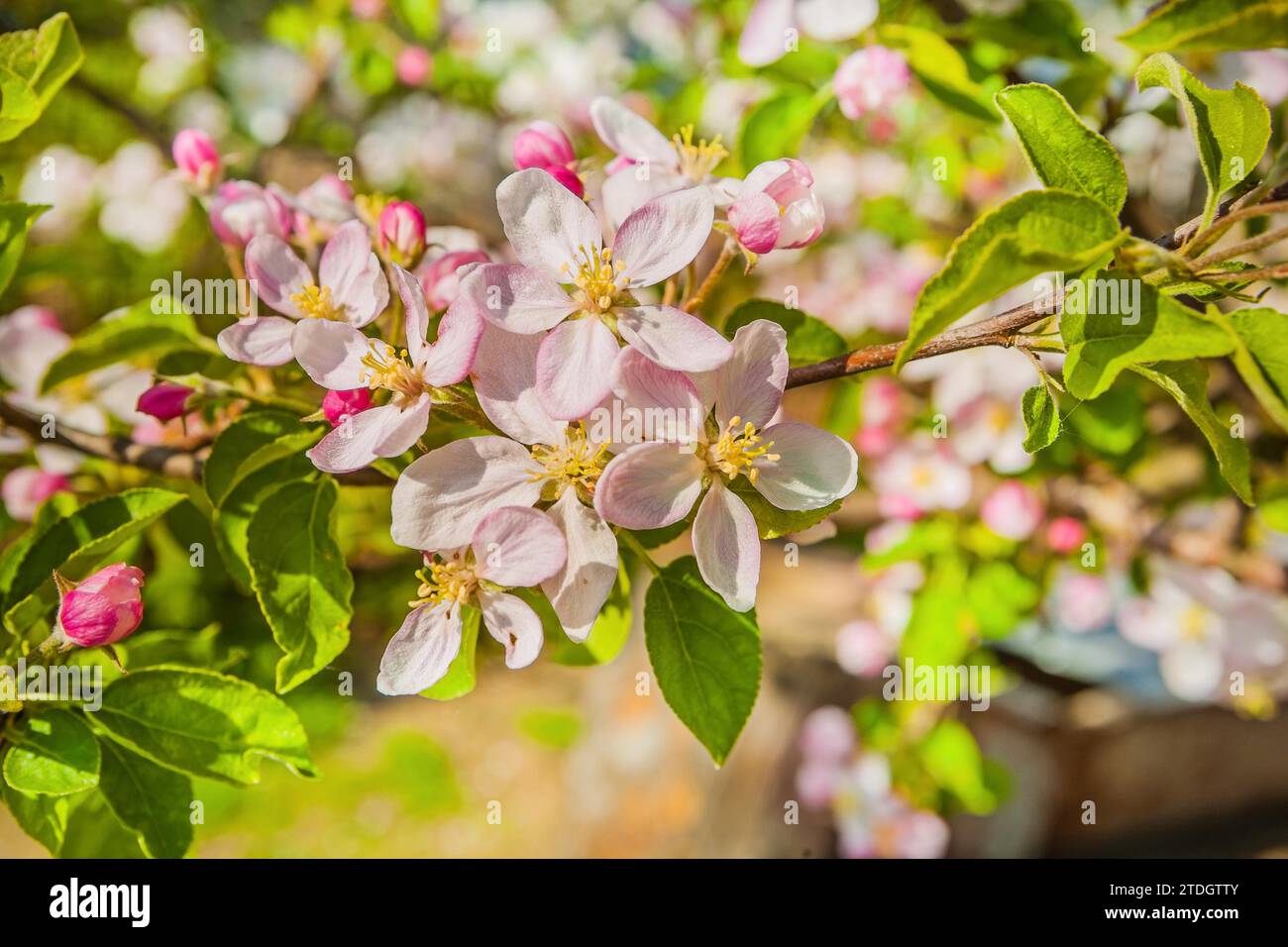 Floral background flowers of apple tree instagram style Stock Photo - Alamy