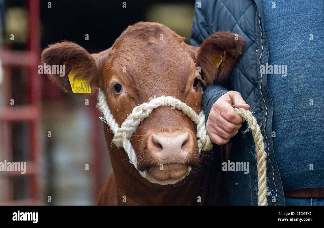 Sale of commerciial beef cattle at Pateley Bridge auction mart in the ...