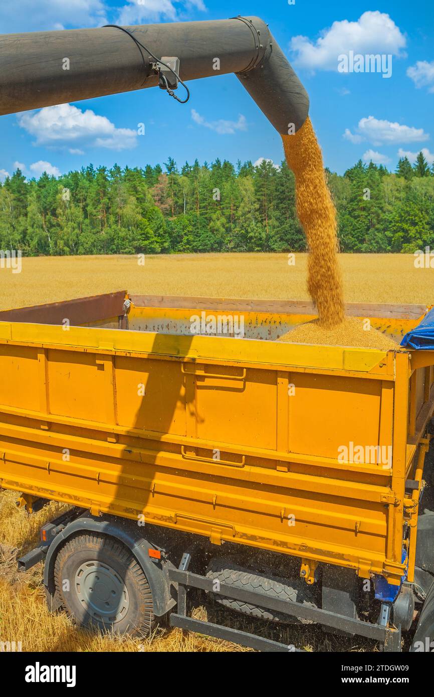Loading wheat grains during the harvest Stock Photo - Alamy