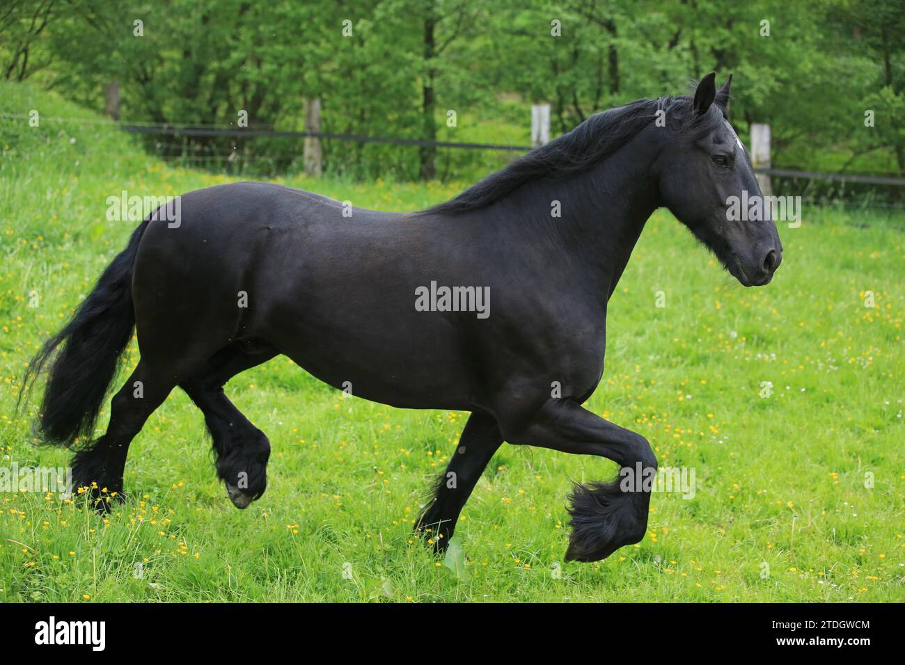 Friese horse hi-res stock photography and images - Alamy