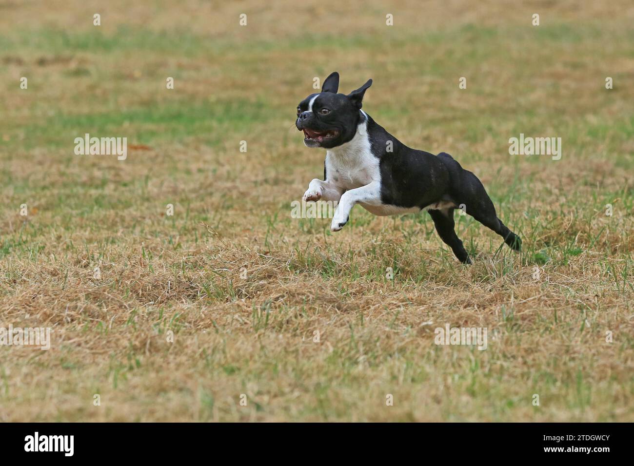 Bulldog jump hi-res stock photography and images - Alamy