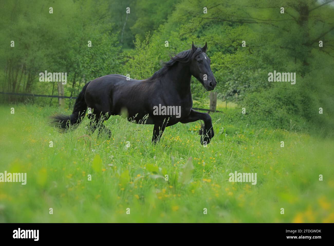 Friese horse hi-res stock photography and images - Alamy
