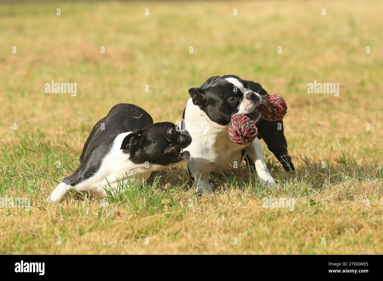 French Bulldogs playing Stock Photo - Alamy