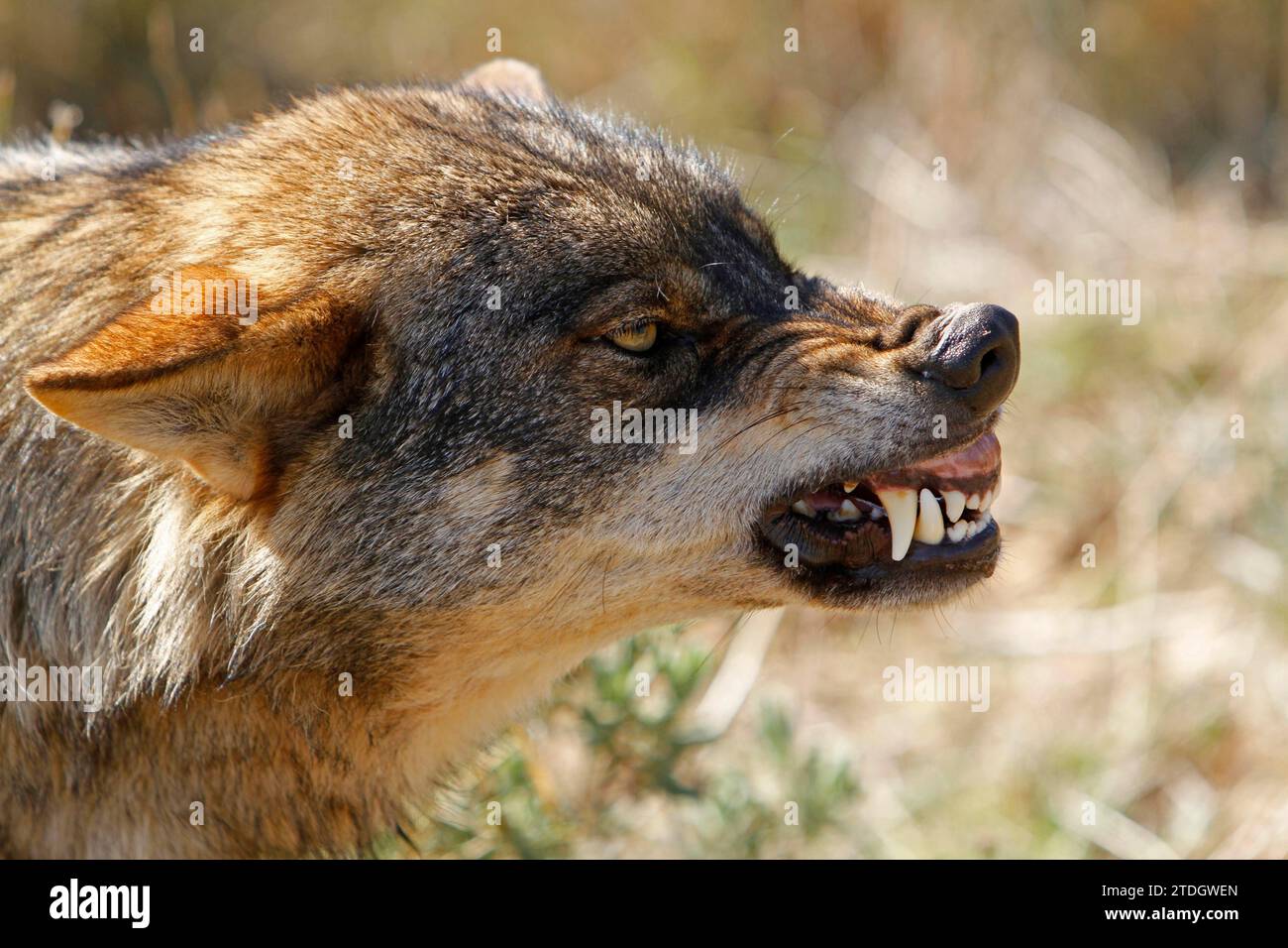 Iberian wolf (Canis lupus signatus), Antequera, Andalusia, Spain ...