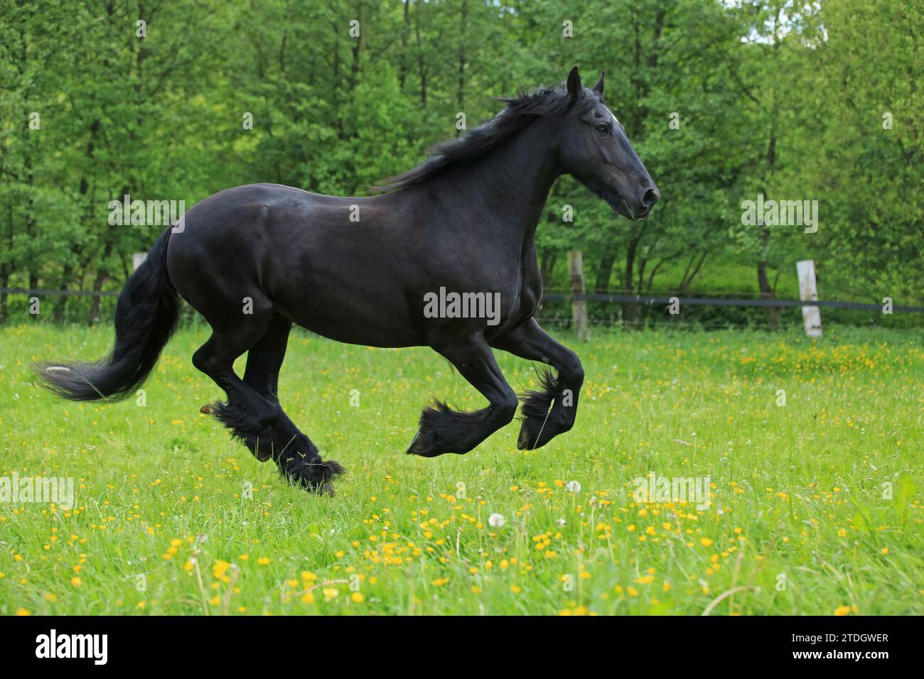 Friese horse hi-res stock photography and images - Alamy