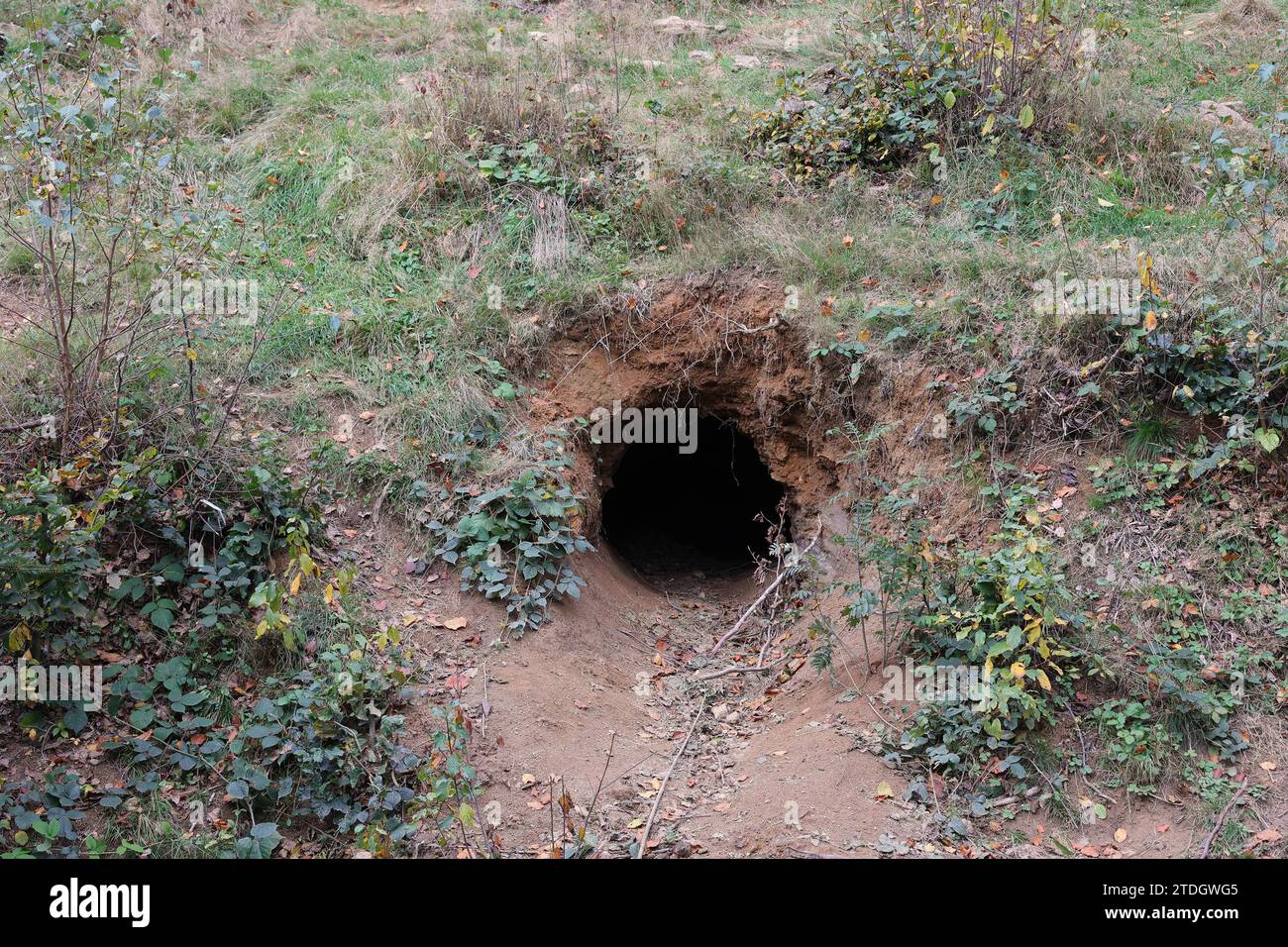 Bear Cave, Bavarian Forest National Park, Bavaria, Germany Stock Photo ...