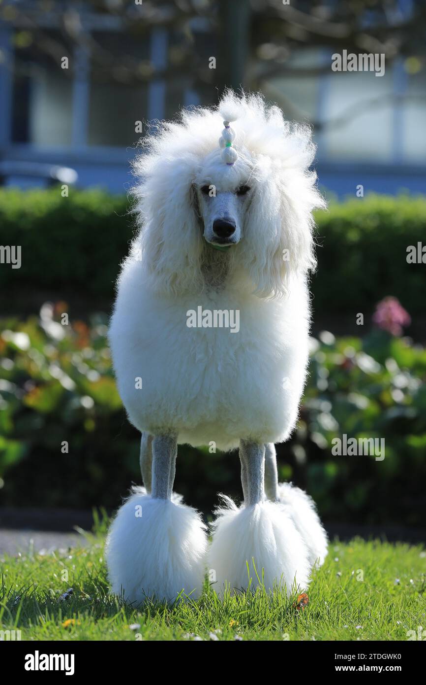 Large poodle, white Stock Photo - Alamy