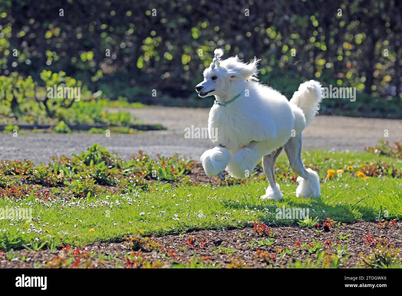 Large poodle, white, running Stock Photo - Alamy