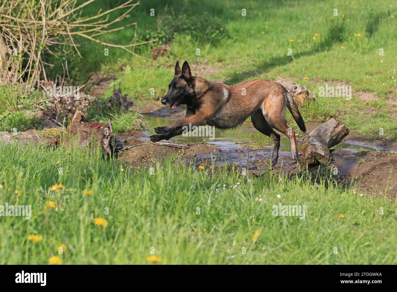 Dog belgian shepherd malinois jumping hi-res stock photography and ...