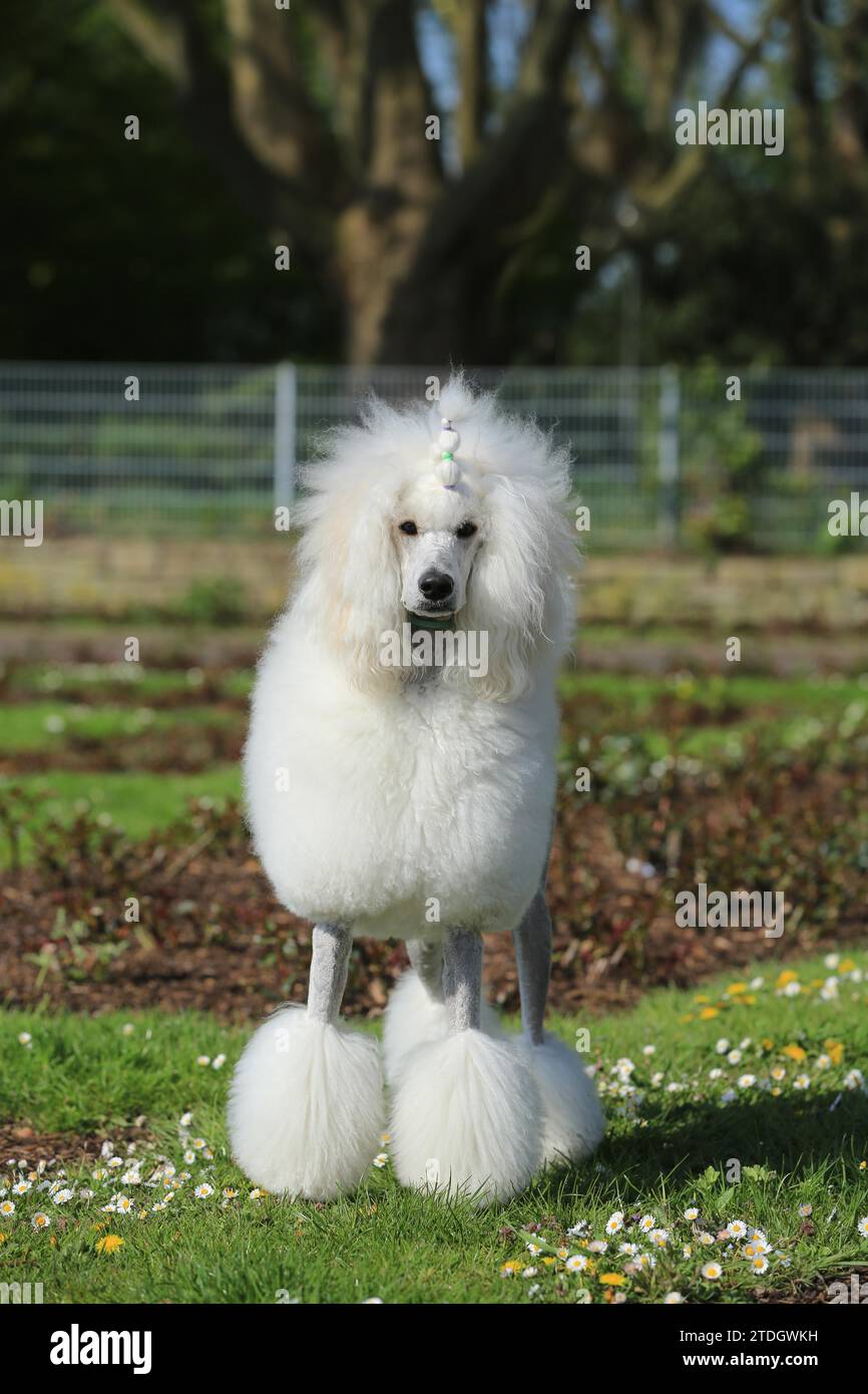 Large poodle, white Stock Photo - Alamy
