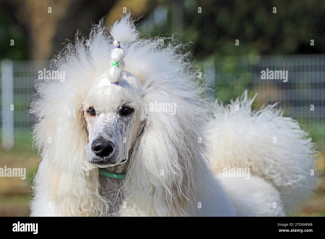 Large poodle, white Stock Photo - Alamy