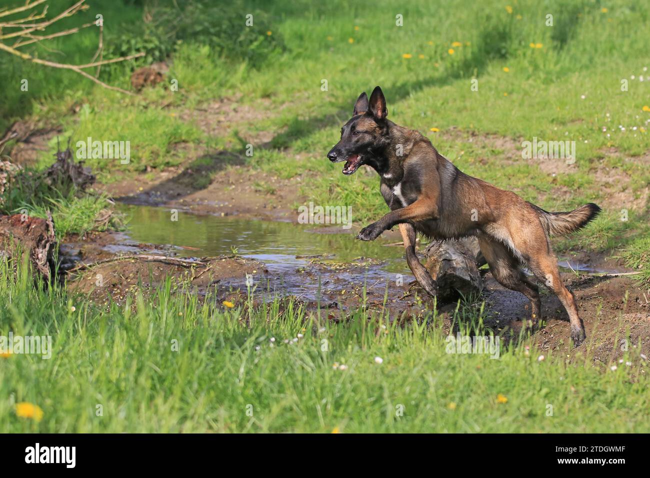 Dog belgian shepherd malinois jumping hi-res stock photography and ...