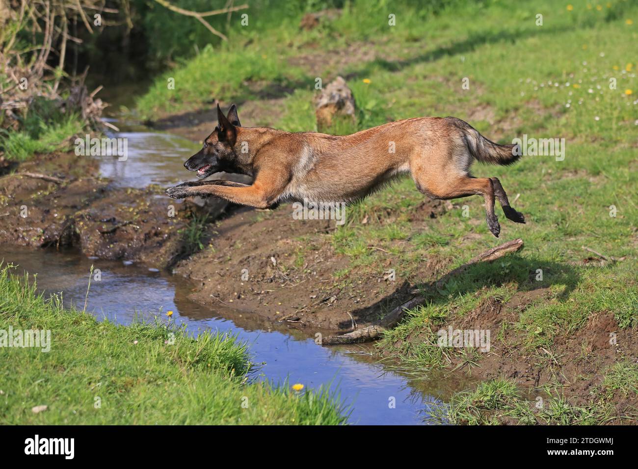 Jumping belgian malinois hi-res stock photography and images - Alamy