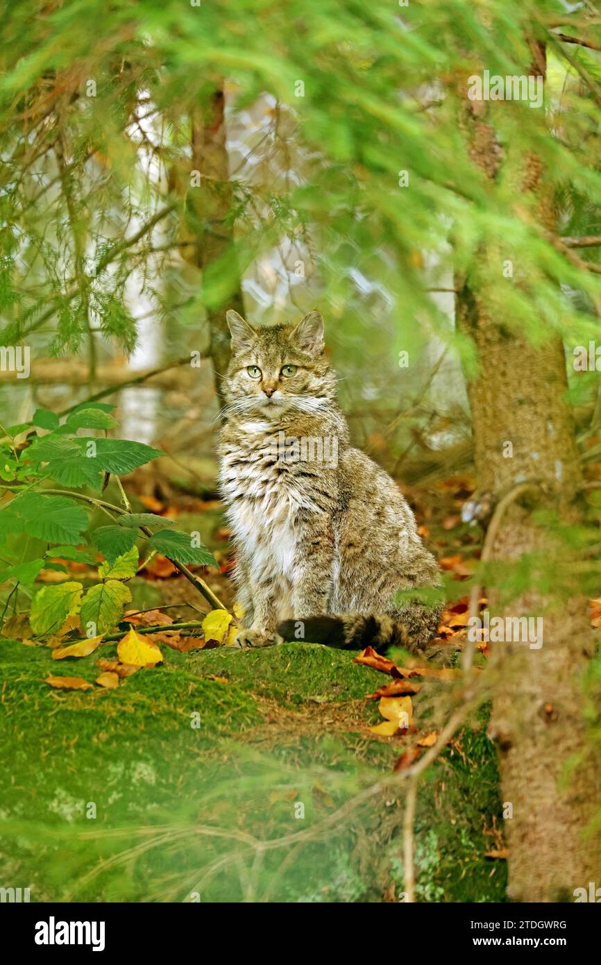 Wildcat (Felis silvestris), Bavarian Forest National Park, Bavaria ...