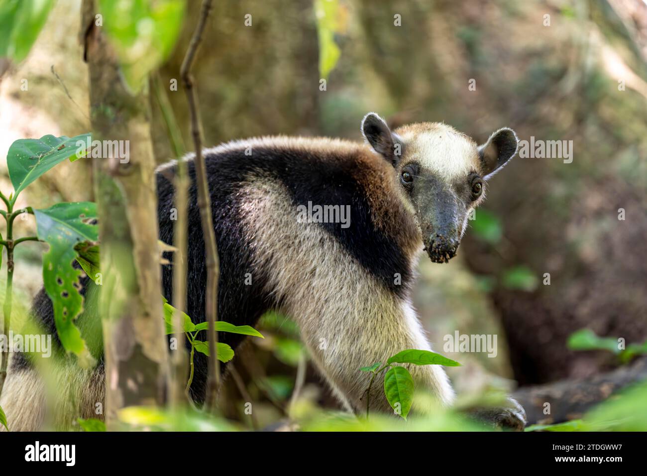 Northern tamandua (Tamandua mexicana), anteater standing in the forest ...