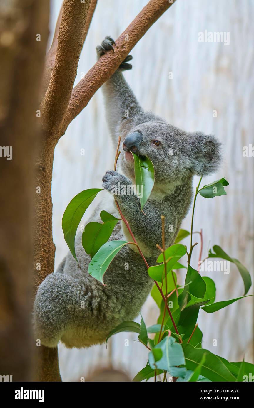 Koala (Phascolarctos cinereus) hangs on a branch and eats eucalyptus ...