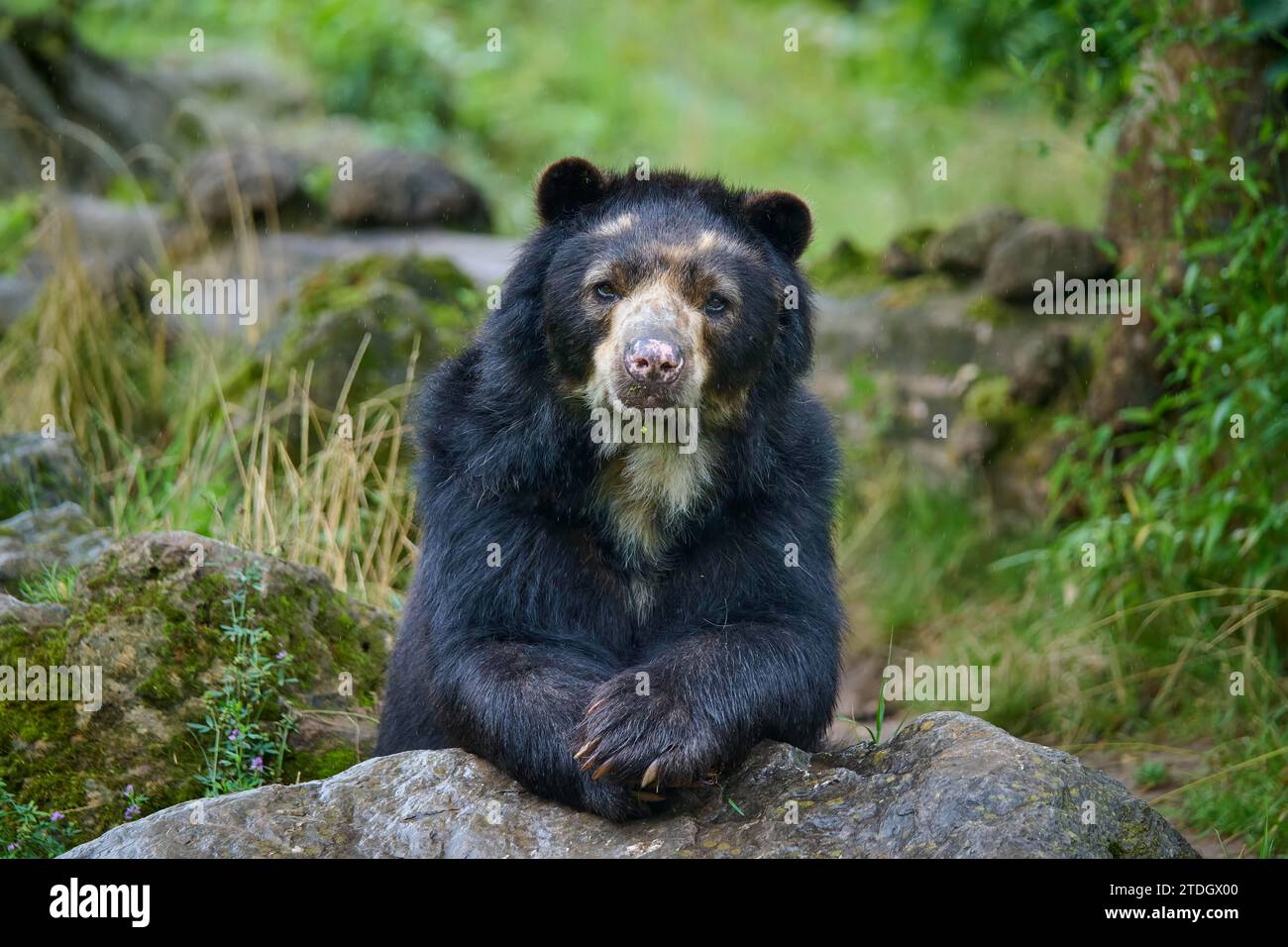 Lean bear hi-res stock photography and images - Alamy