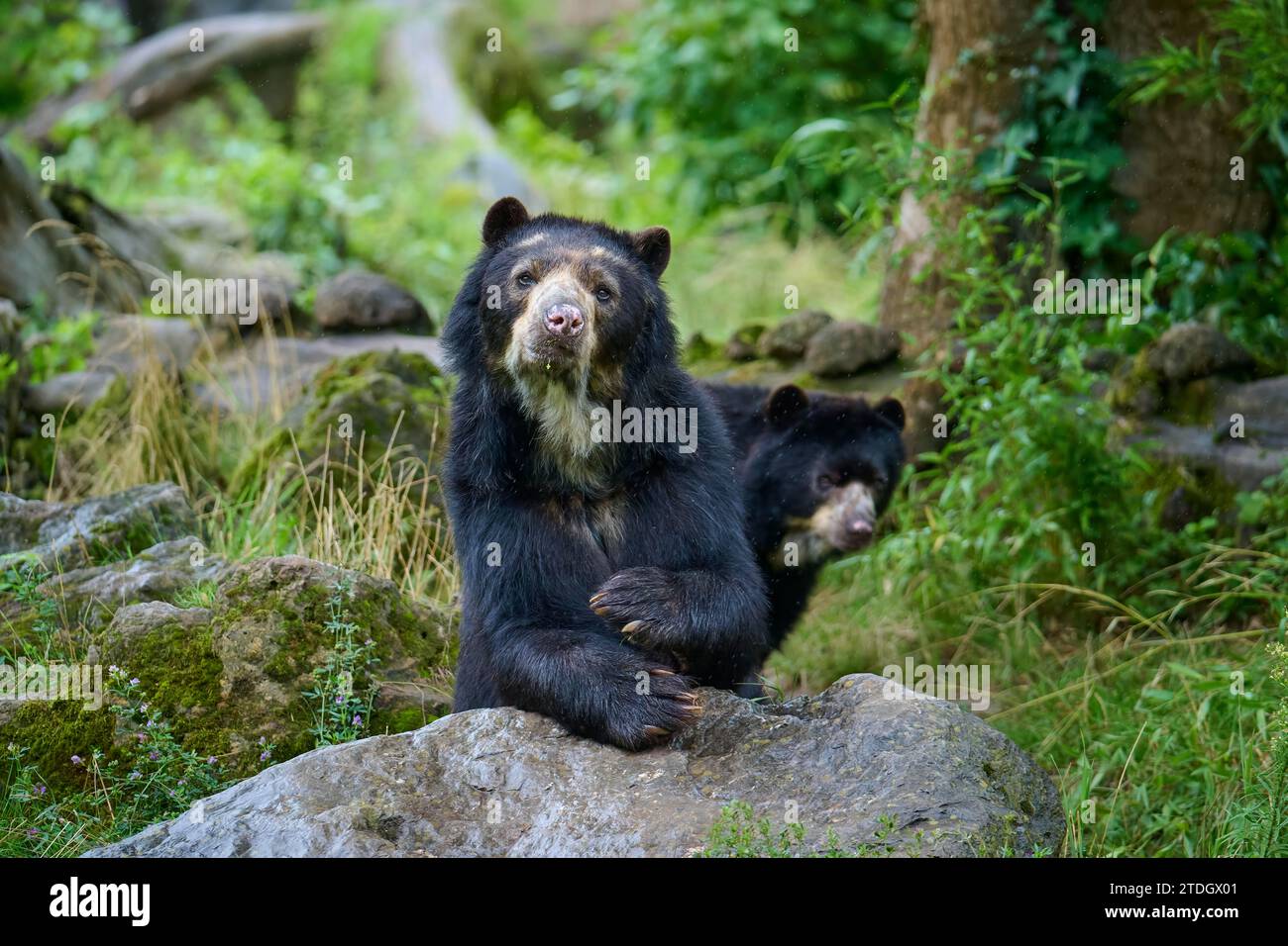Spectacled bear (Tremarctos ornatus), leaning relaxed on rock, second ...