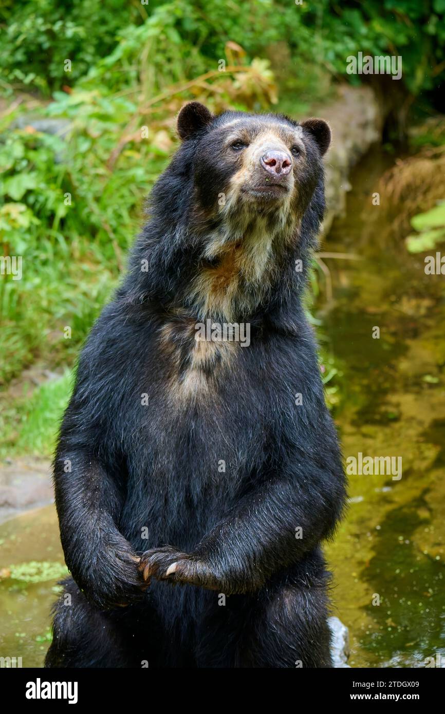 Spectacled bear (Tremarctos ornatus), sitting upright looking curiously ...