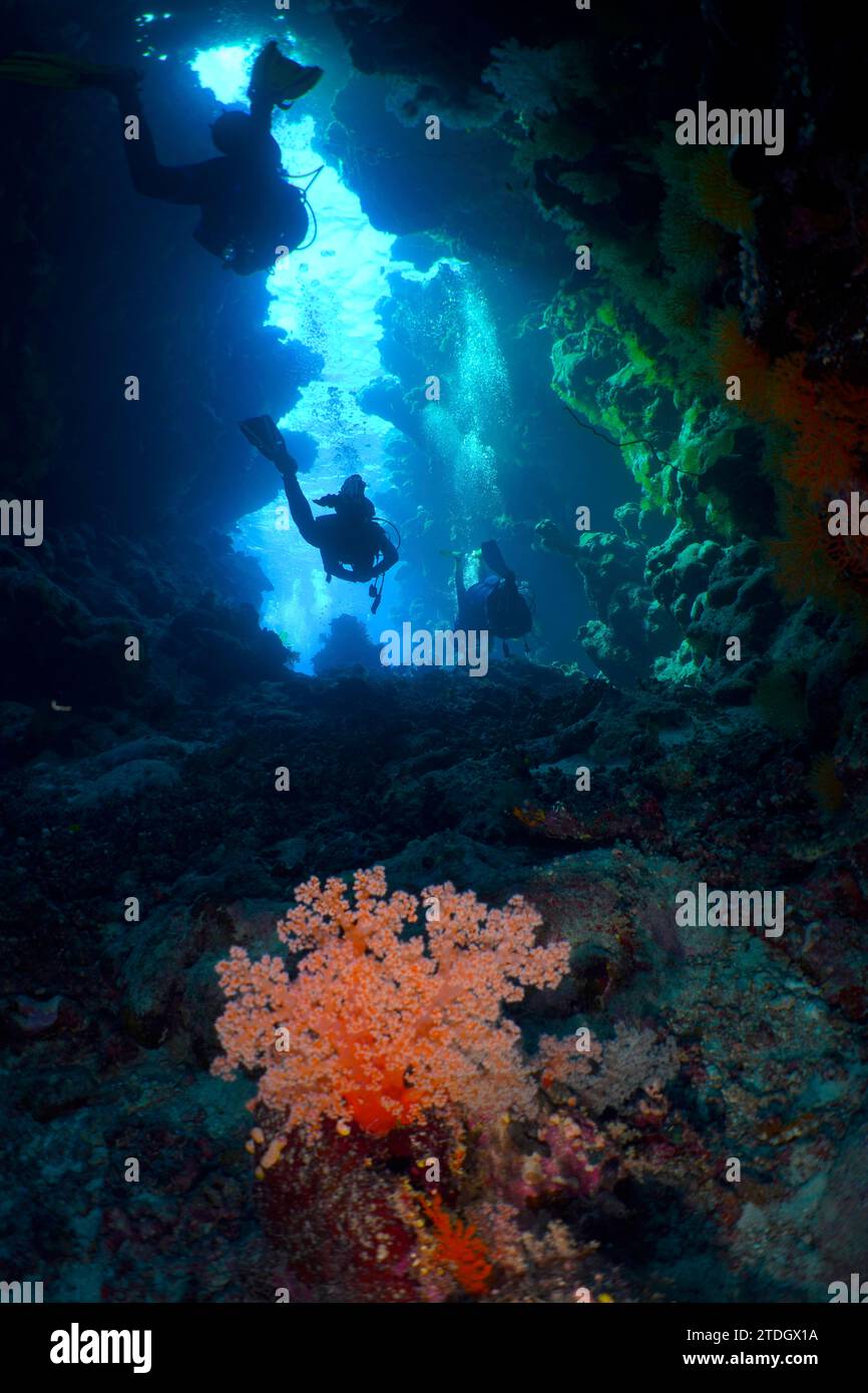 Hemprich's tree coral (Dendronephthya hemprichi) in a cave, diver in ...