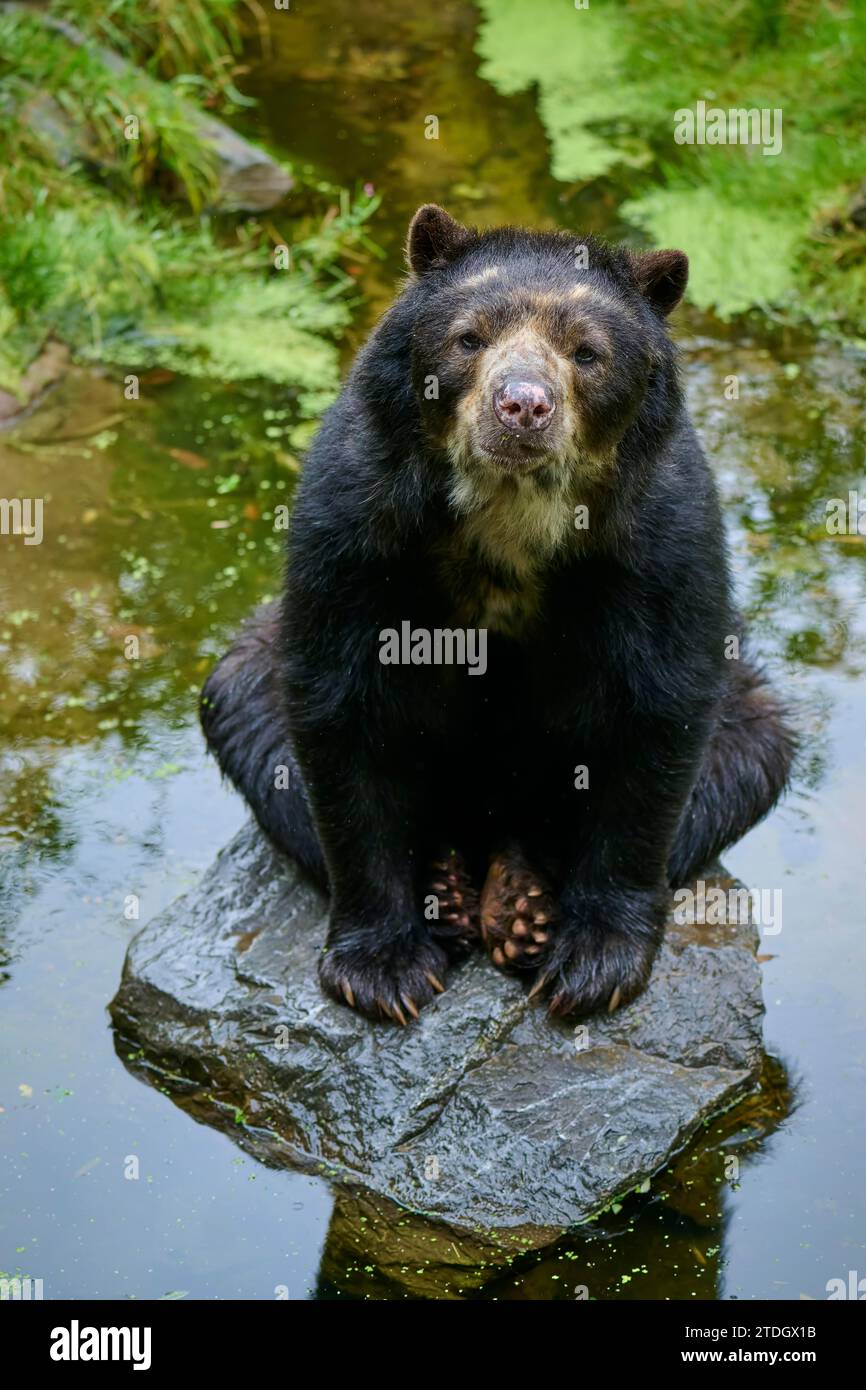 Spectacled bear (Tremarctos ornatus), sitting curiously on a stone in a ...
