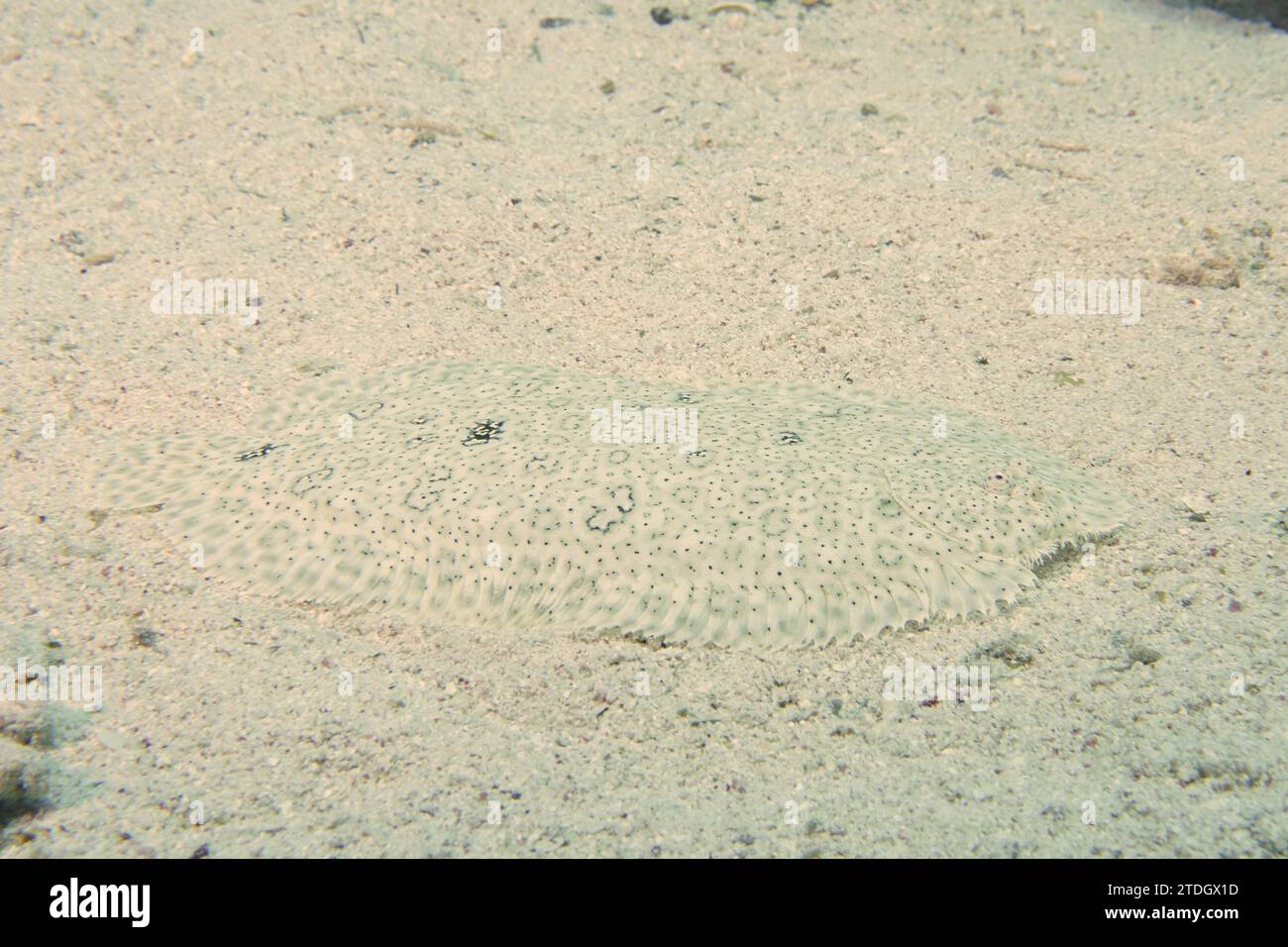 True mangrove hi-res stock photography and images - Alamy