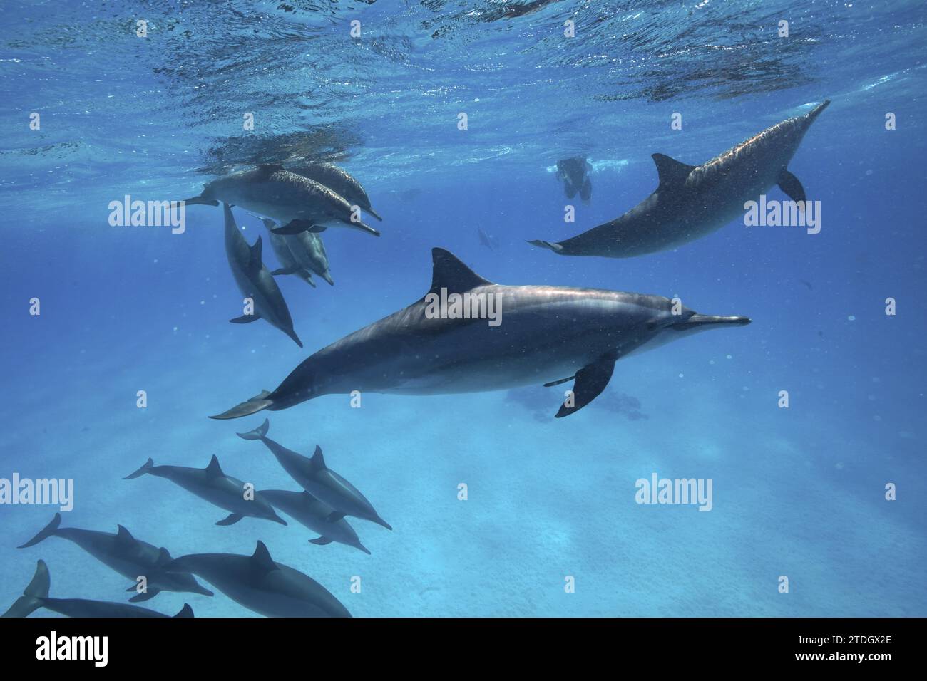 School, group of spinner dolphin (Stenella longirostris), spinner ...