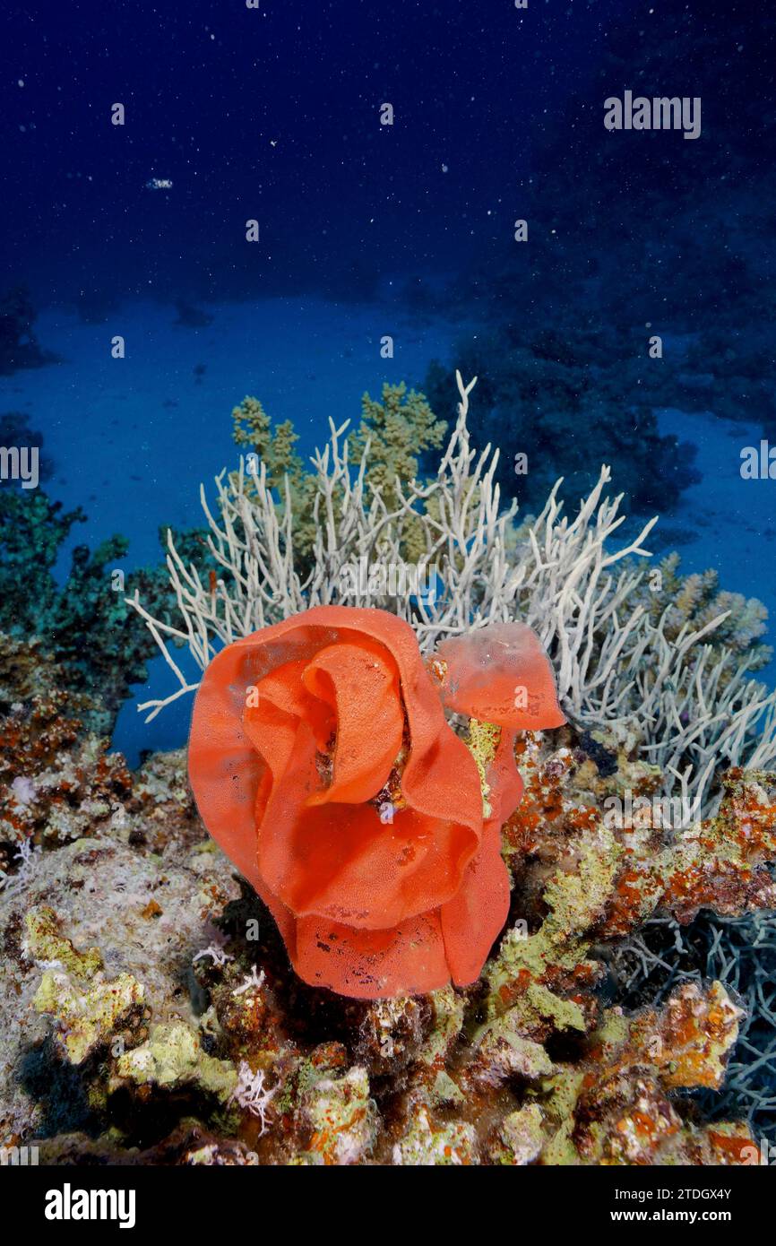 Spawn of Spanish dancer (Hexabranchus sanguineus), dive site Small Gota ...