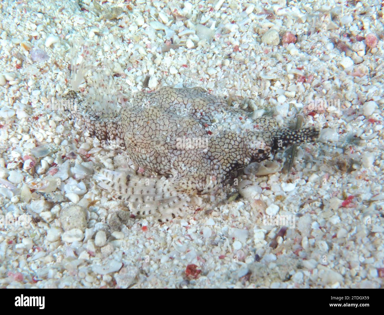 Little dragonfish (Eurypegasus draconis), dive site House Reef ...