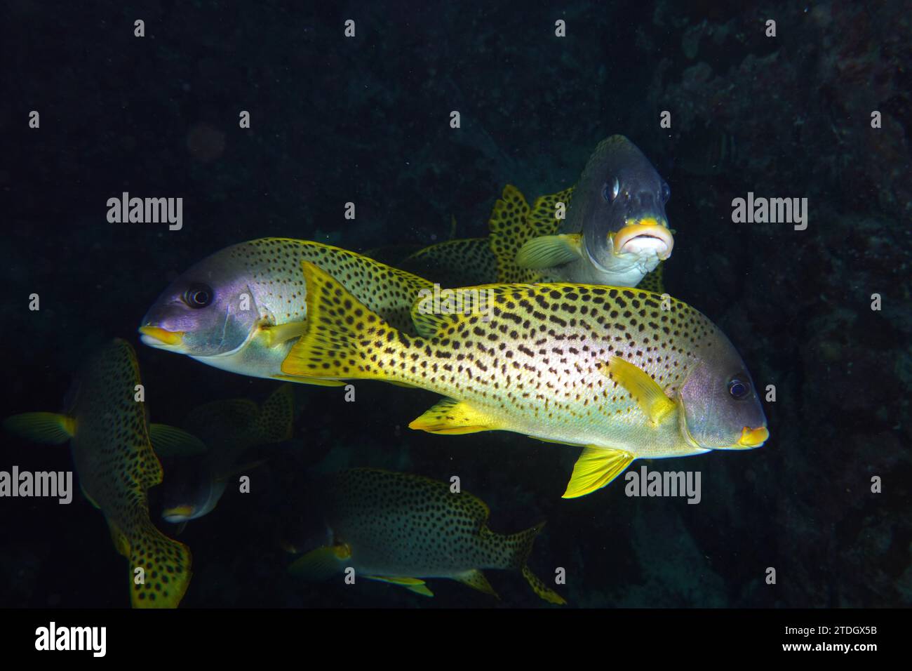 Shoal, group of blackspotted rubberlip (Plectorhinchus gaterinus) in a ...