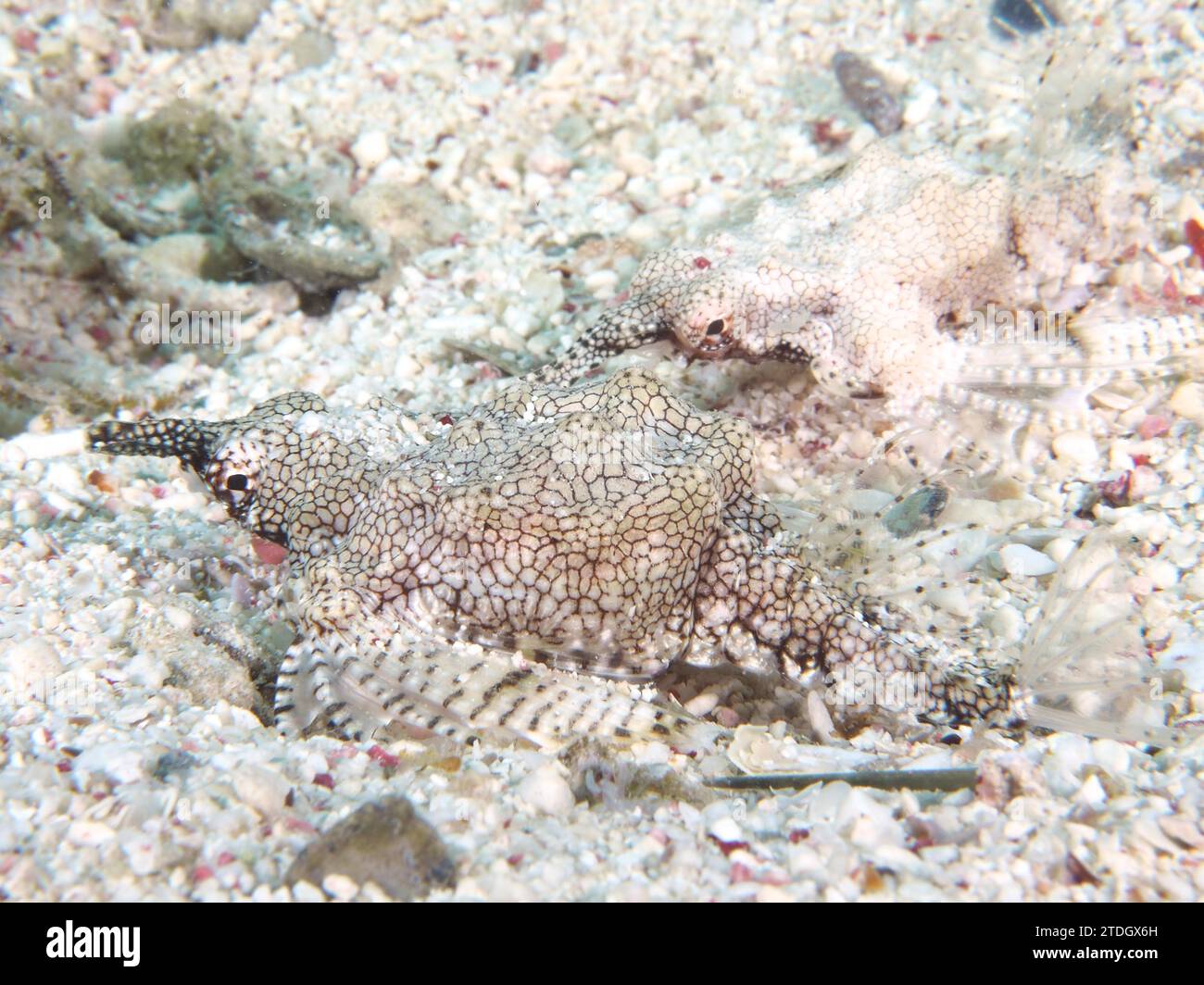 Little dragonfish (Eurypegasus draconis), dive site House Reef ...