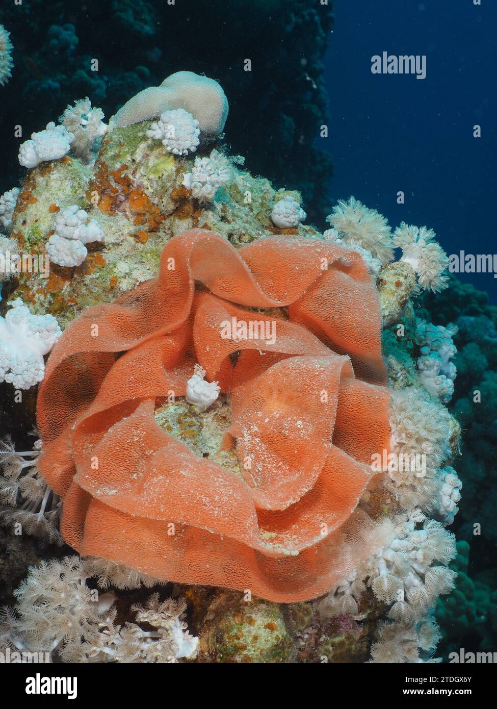 Spawn of Spanish Dancer (Hexabranchus sanguineus), Dive Site House Reef ...