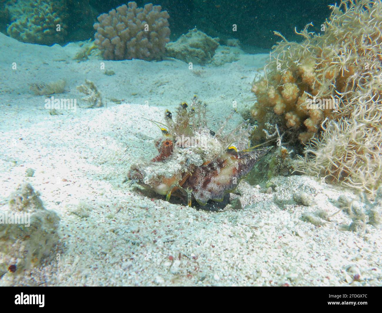 Red Sea Walkman Filament Devilfish (Inimicus filamentosus) Devilfish in ...