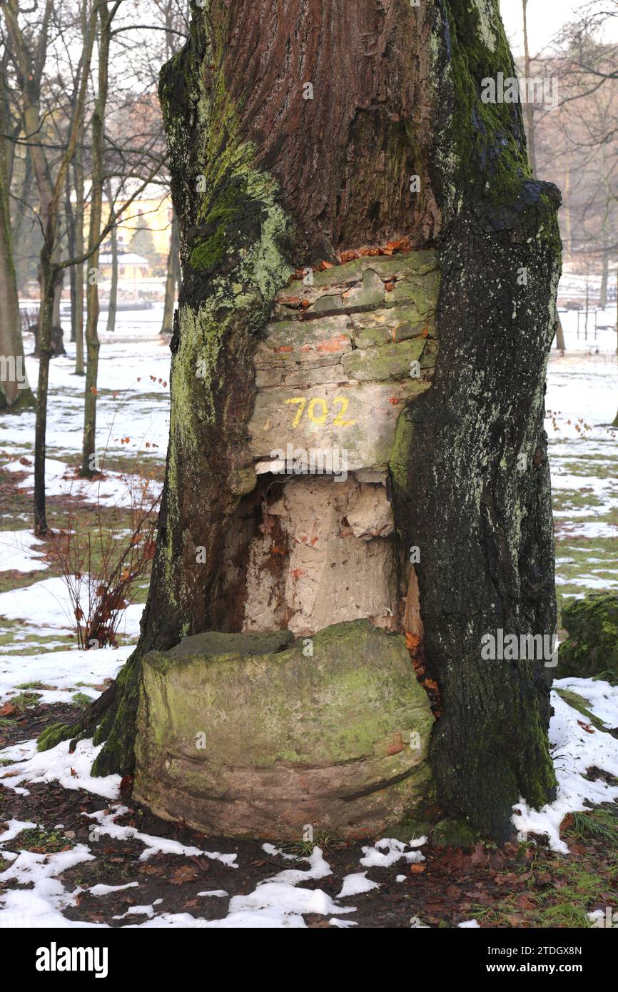 Broken concrete filling of the wound of the tree Stock Photo - Alamy