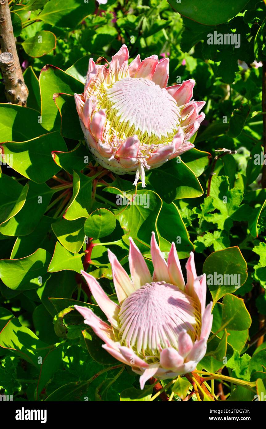 A pair of King Protea 'Protea cynaroides' the largest flower in the ...