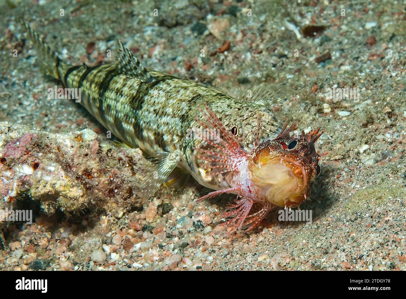 Jordan fish hi-res stock photography and images - Alamy