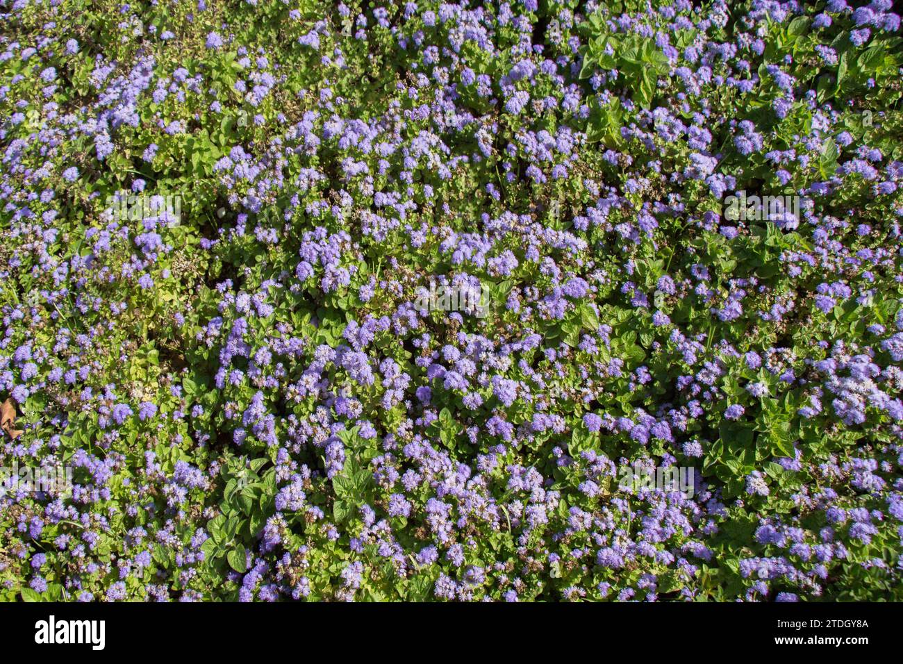 Beautiful colorful natural spring flowers as a nature background Stock ...